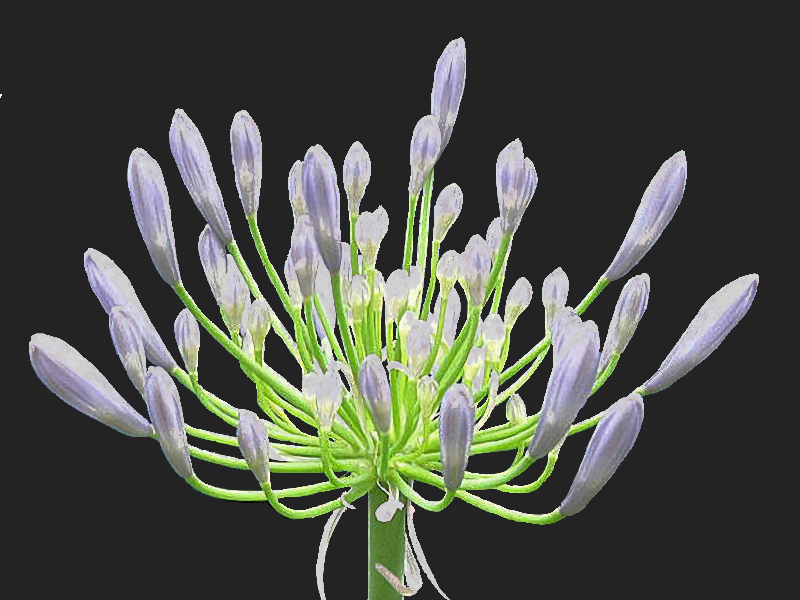 A(2376) 画像お遊び: maechan