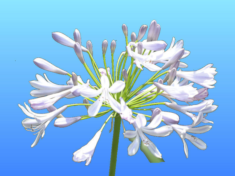 A(2377) 画像お遊び: maechan