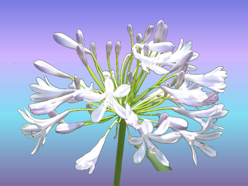 A(2377) 画像お遊び: maechan