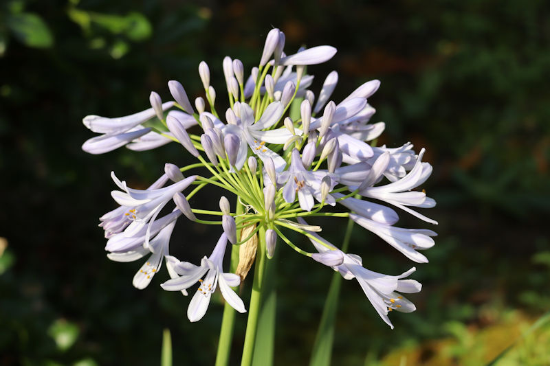 A(2378)今日の散歩の花: maechan