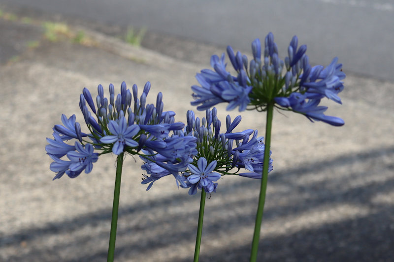 A(2378)今日の散歩の花: maechan