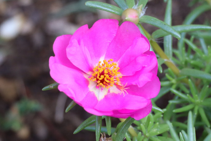 A(2378)今日の散歩の花: maechan