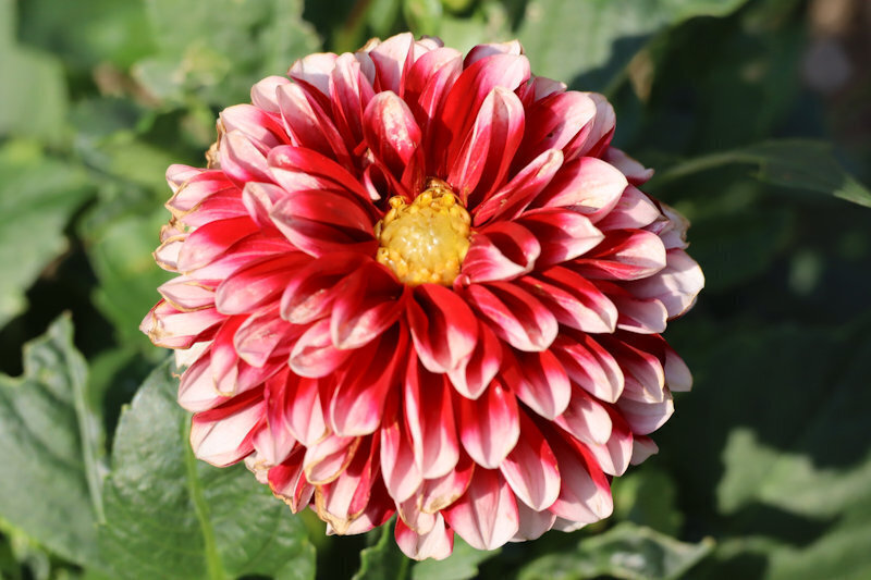 A(2378)今日の散歩の花: maechan