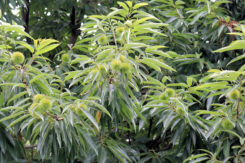 A(2380) 今日の散歩の花-1: maechan