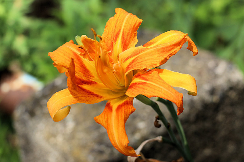 A(2380) 今日の散歩の花-1: maechan