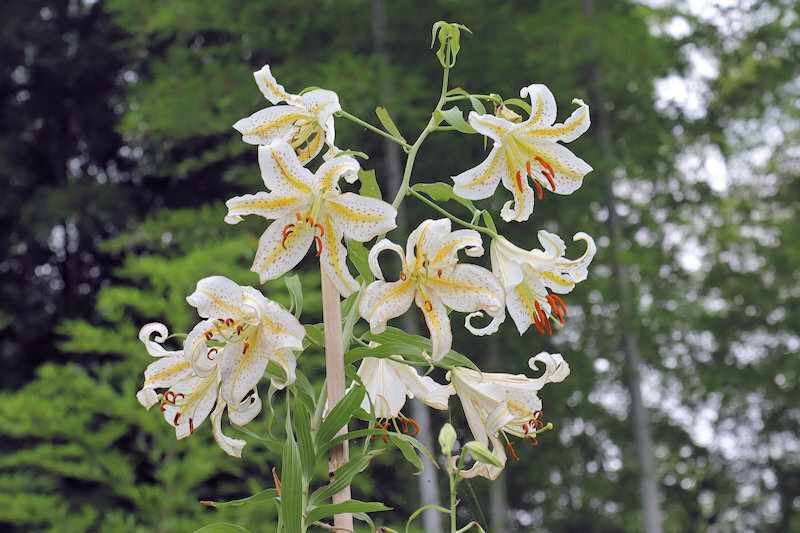 A(2380) 今日の散歩の花-1: maechan