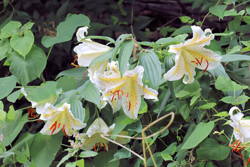 A(2380) 今日の散歩の花-1: maechan