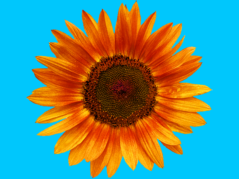 A(2613) 画像お遊び PNG画像集: maechan