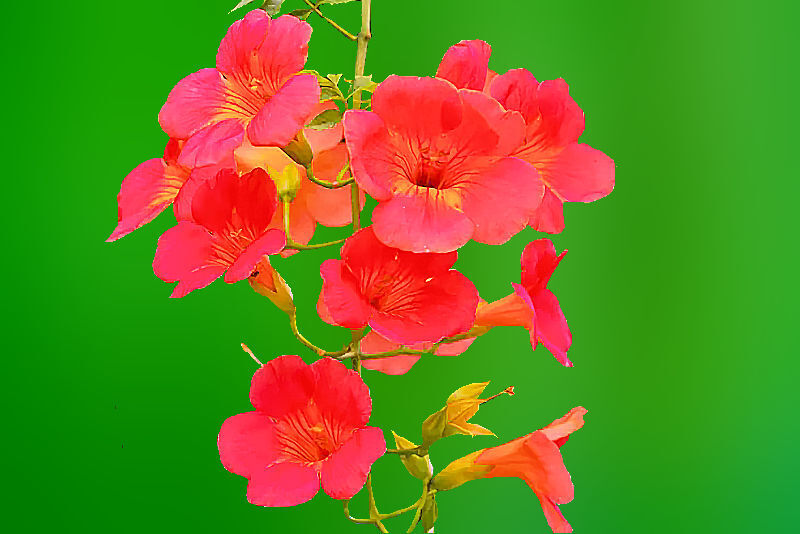 A(2389) 画像お遊び ♬: maechan