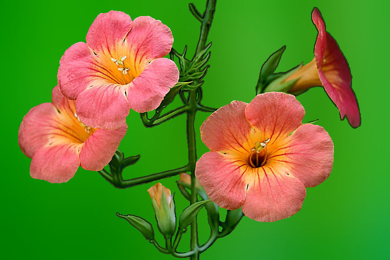 A(2389) 画像お遊び ♬: maechan