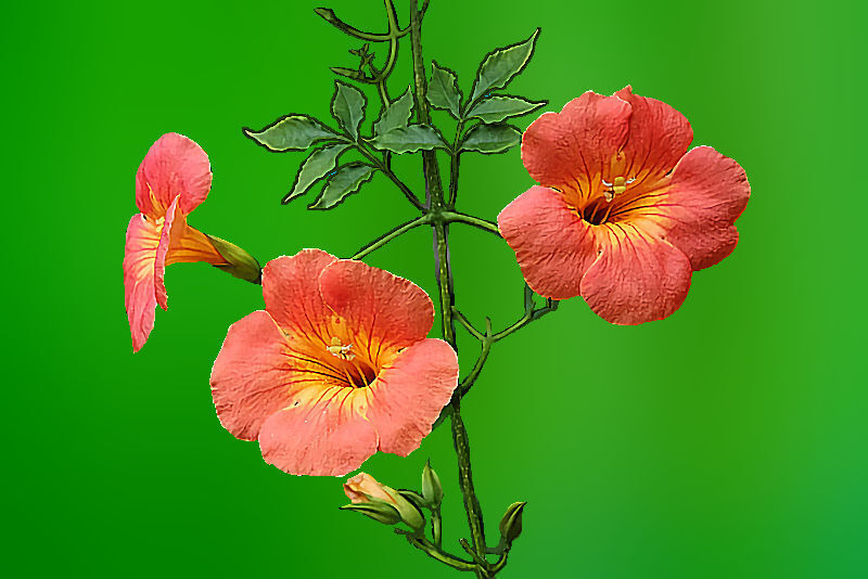 A(2389) 画像お遊び ♬: maechan