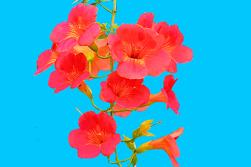 A(2389) 画像お遊び ♬: maechan