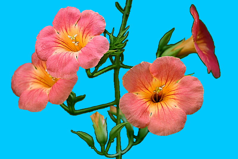 A(2389) 画像お遊び ♬: maechan