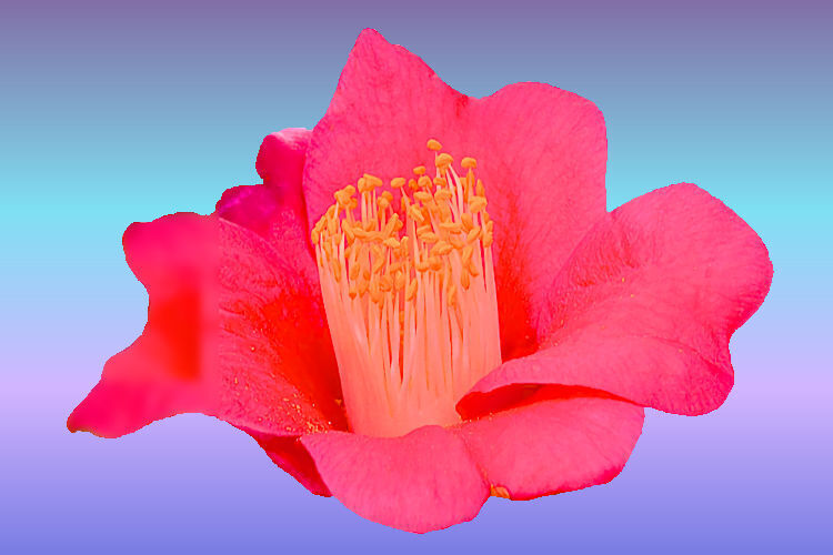 A(2594）ツバキ属: maechan