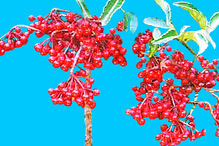 A(2672)画像お遊び: maechan