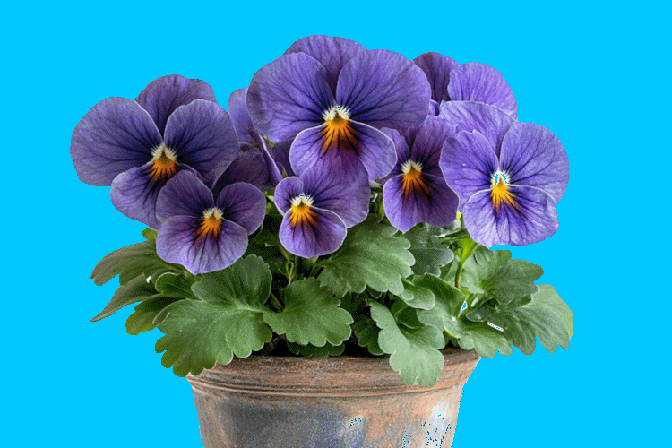 A(2692)画像お遊び: maechan