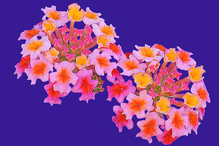 A(2696)画像お遊び: maechan