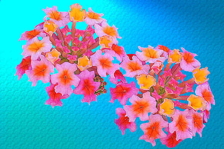 A(2696)画像お遊び: maechan