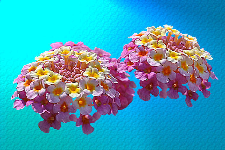 A(2696)画像お遊び: maechan