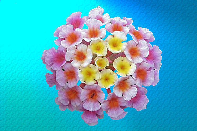 A(2696)画像お遊び: maechan