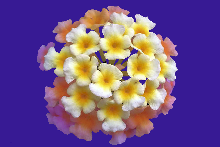 A(2697)画像お遊び: maechan