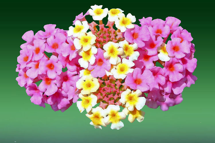 A(2697)画像お遊び: maechan