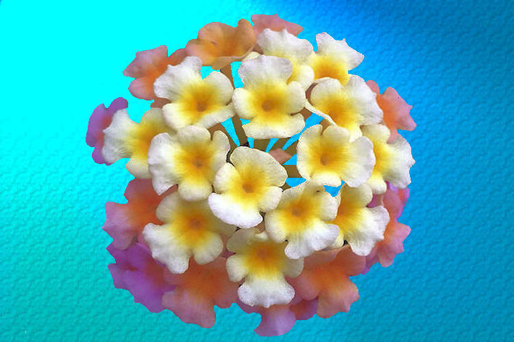 A(2697)画像お遊び: maechan