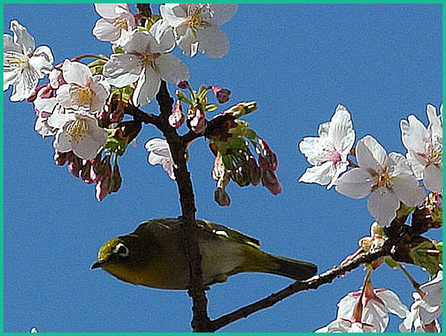 A(2430) 画像お遊び 雑ー10: maechan