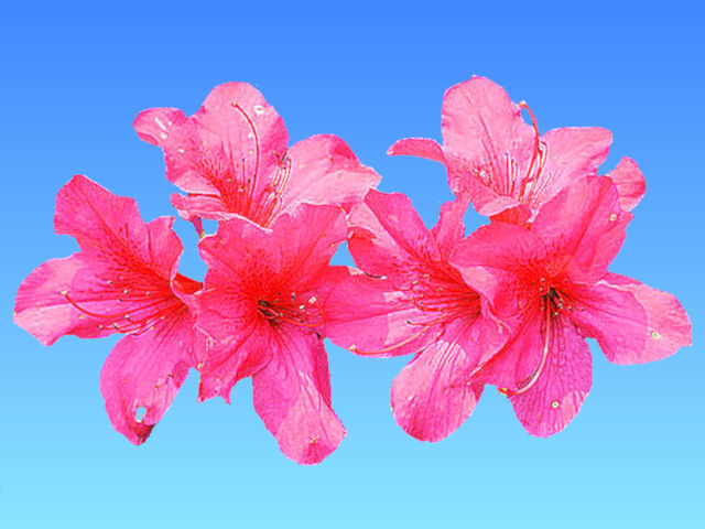 A(1396) 画像お遊び: maechan