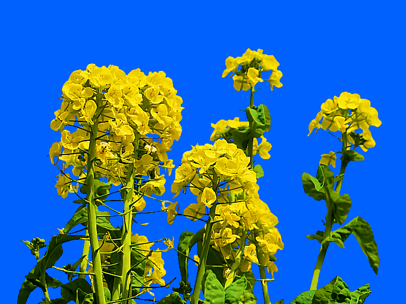 A(1899) 画像お遊び PNG画像集: maechan