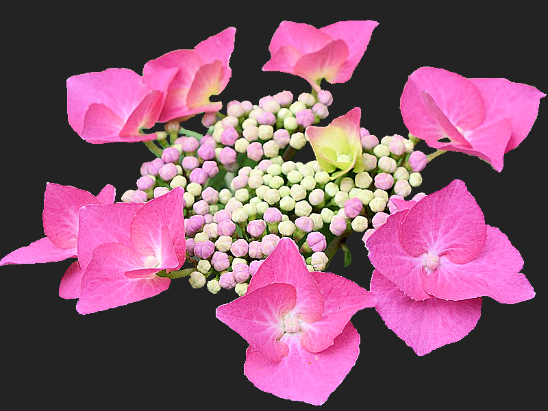 A(1903) 画像お遊び PNG画像集: maechan