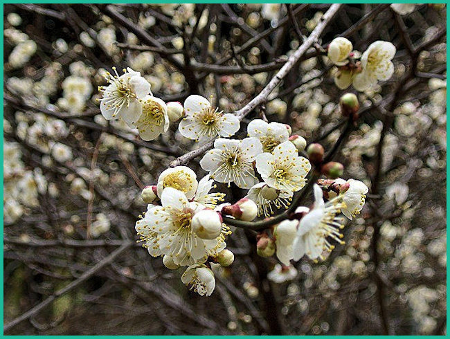 A(303) 画像お遊び: maechan