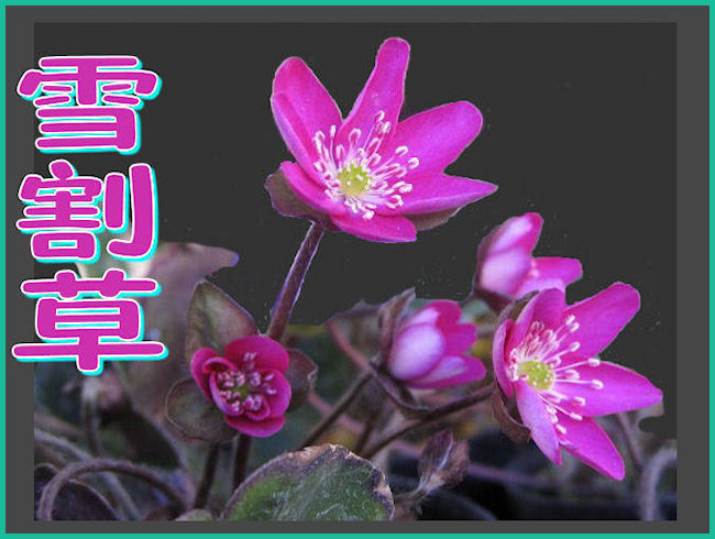 A(2411) 3月の散歩の花: maechan