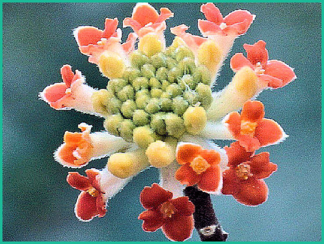 A(2411) 3月の散歩の花: maechan