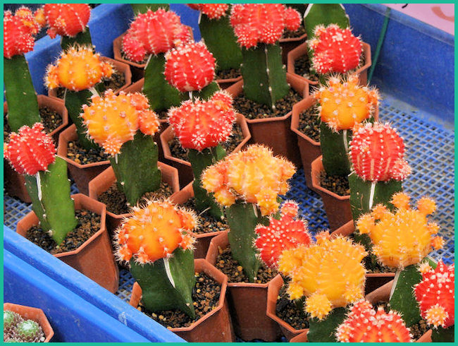 A(2434) 画像お遊び 雑ー13: maechan