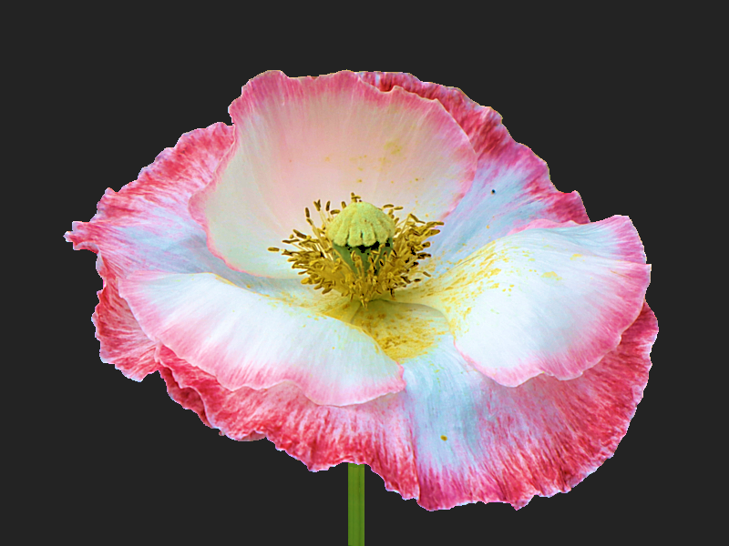 A(1912) 画像お遊び PNG画像集: maechan