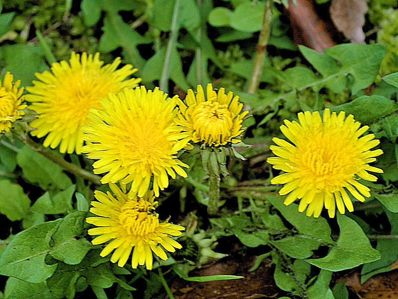 A(2411) 3月の散歩の花: maechan