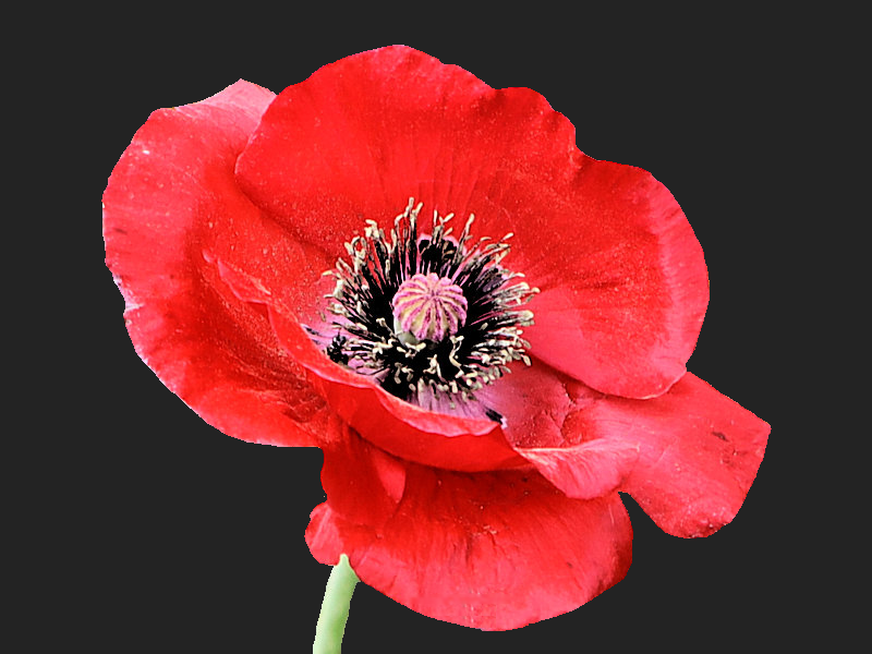 A(1912) 画像お遊び PNG画像集: maechan