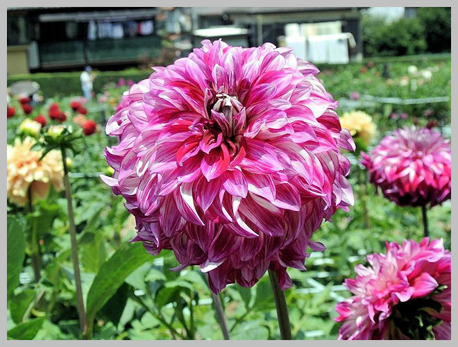 A(500) 雑記/追憶: maechan