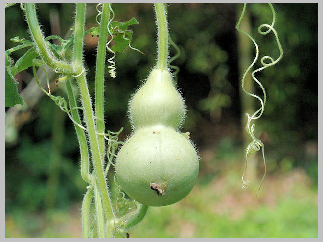 A(2418) 10月の散歩の花: maechan