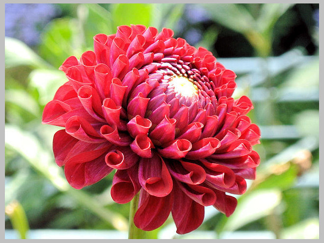 A(2413) 5月の散歩の花: maechan