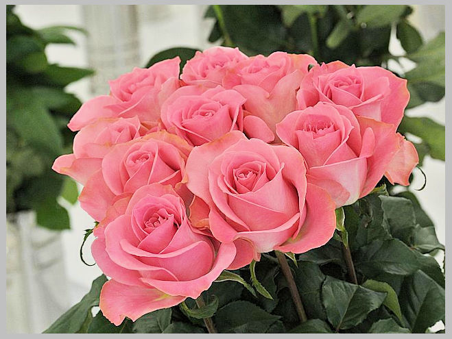 A(2413) 5月の散歩の花: maechan