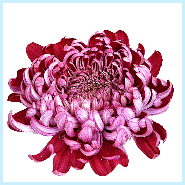 A(615) 画像お遊び: maechan