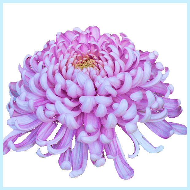 A(615) 画像お遊び: maechan