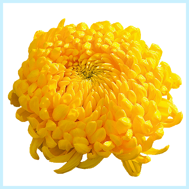 A(615) 画像お遊び: maechan