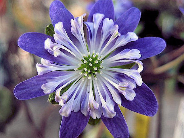 Z(099) 散歩の花(目録): maechan2