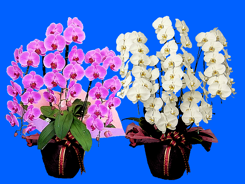 A(1885) 画像お遊び PNG画像集: maechan