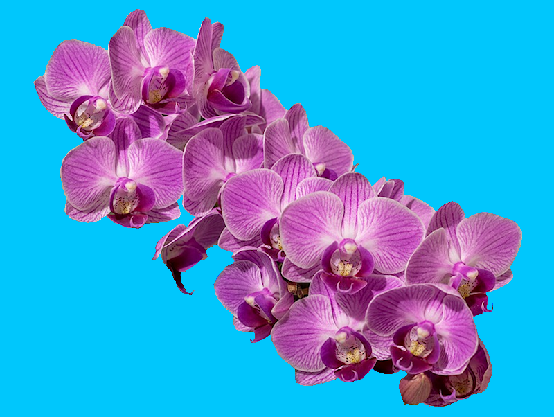 A(1885) 画像お遊び PNG画像集: maechan