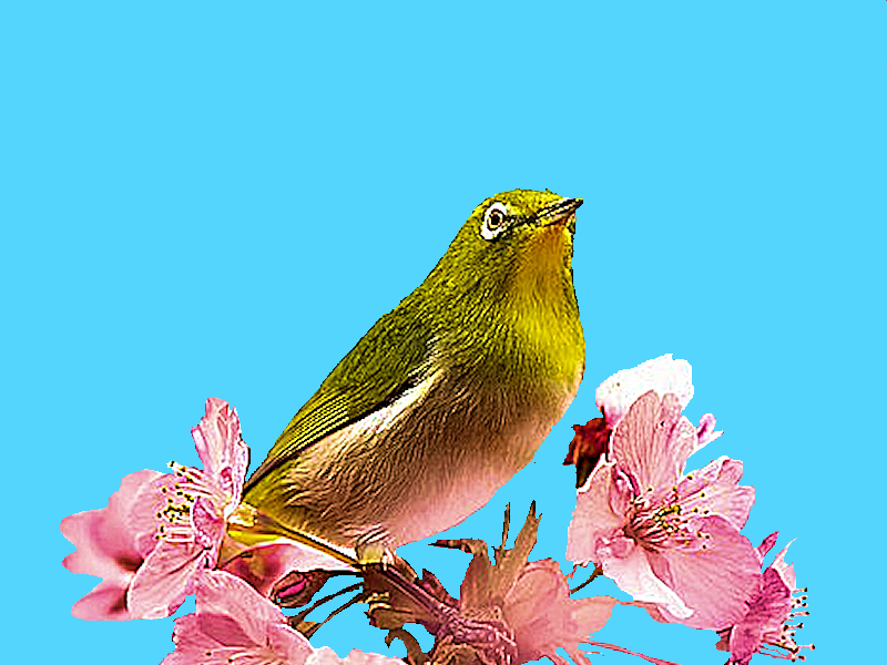 A(752) 画像お遊び : maechan