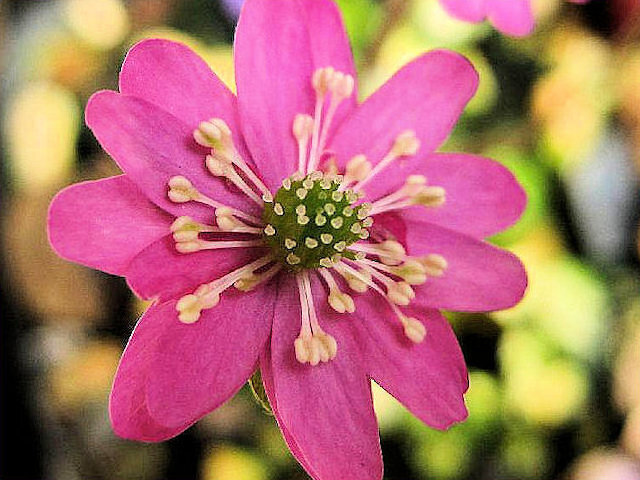 Z(099) 散歩の花(目録): maechan2